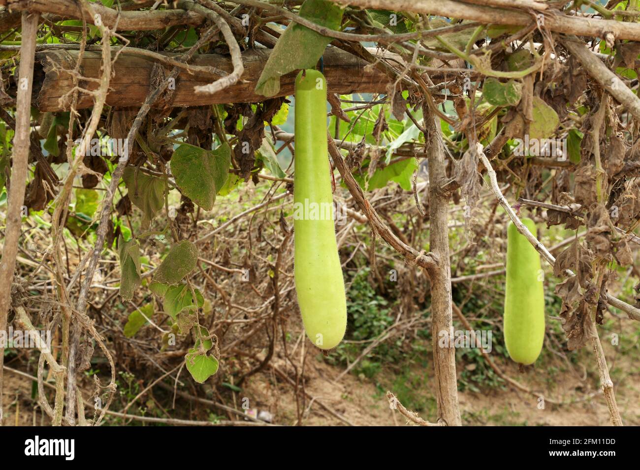Kitchen garden of Savara tribe at Nalraigoda Village, Andhra Pradesh ...