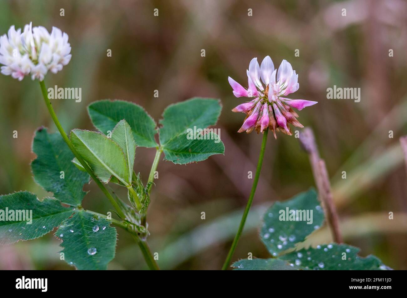 Pink clover flower. A sprout of young clover. Wildflowers after the ...