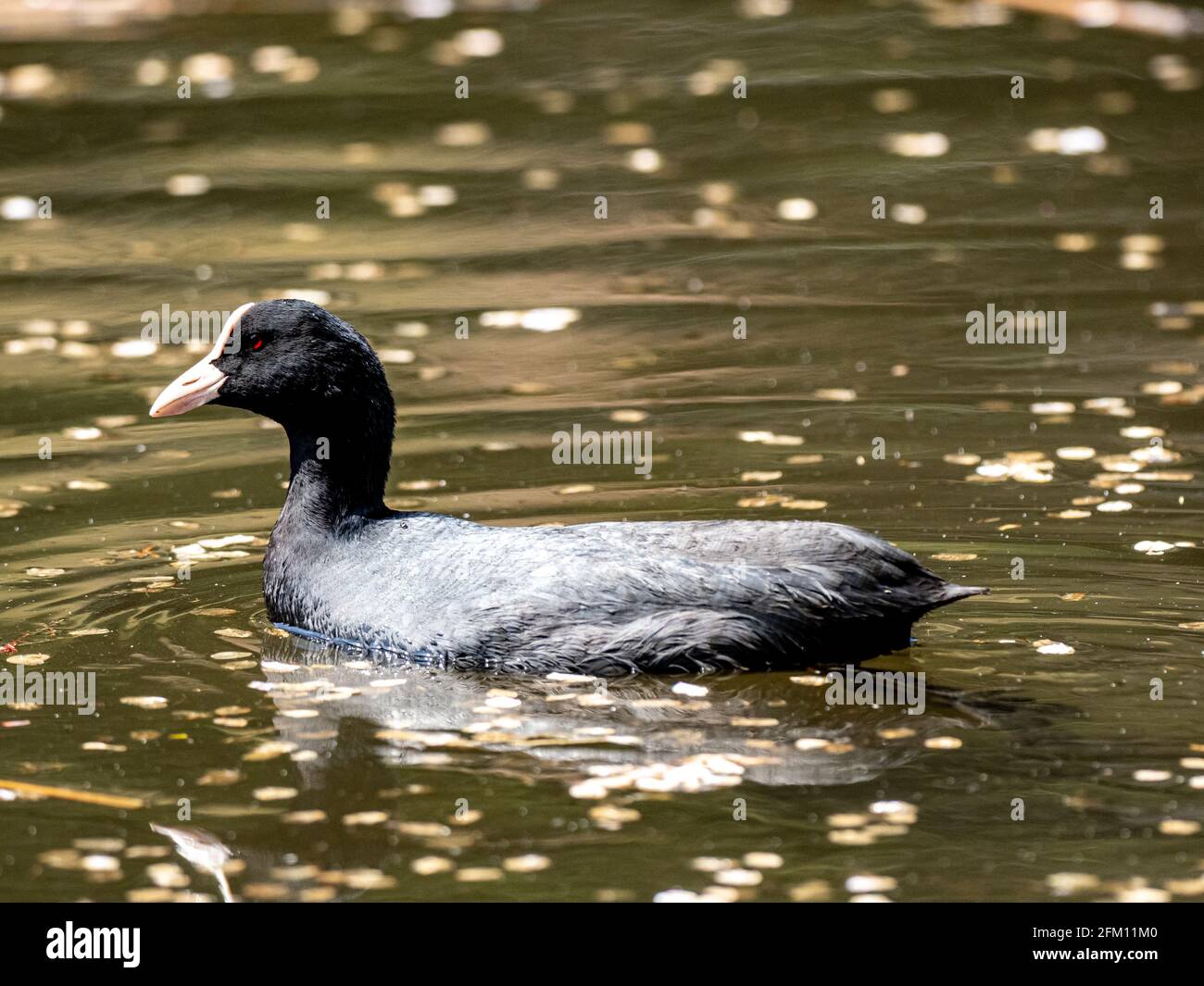 Eurasian coot swimming in a pond Stock Photo - Alamy