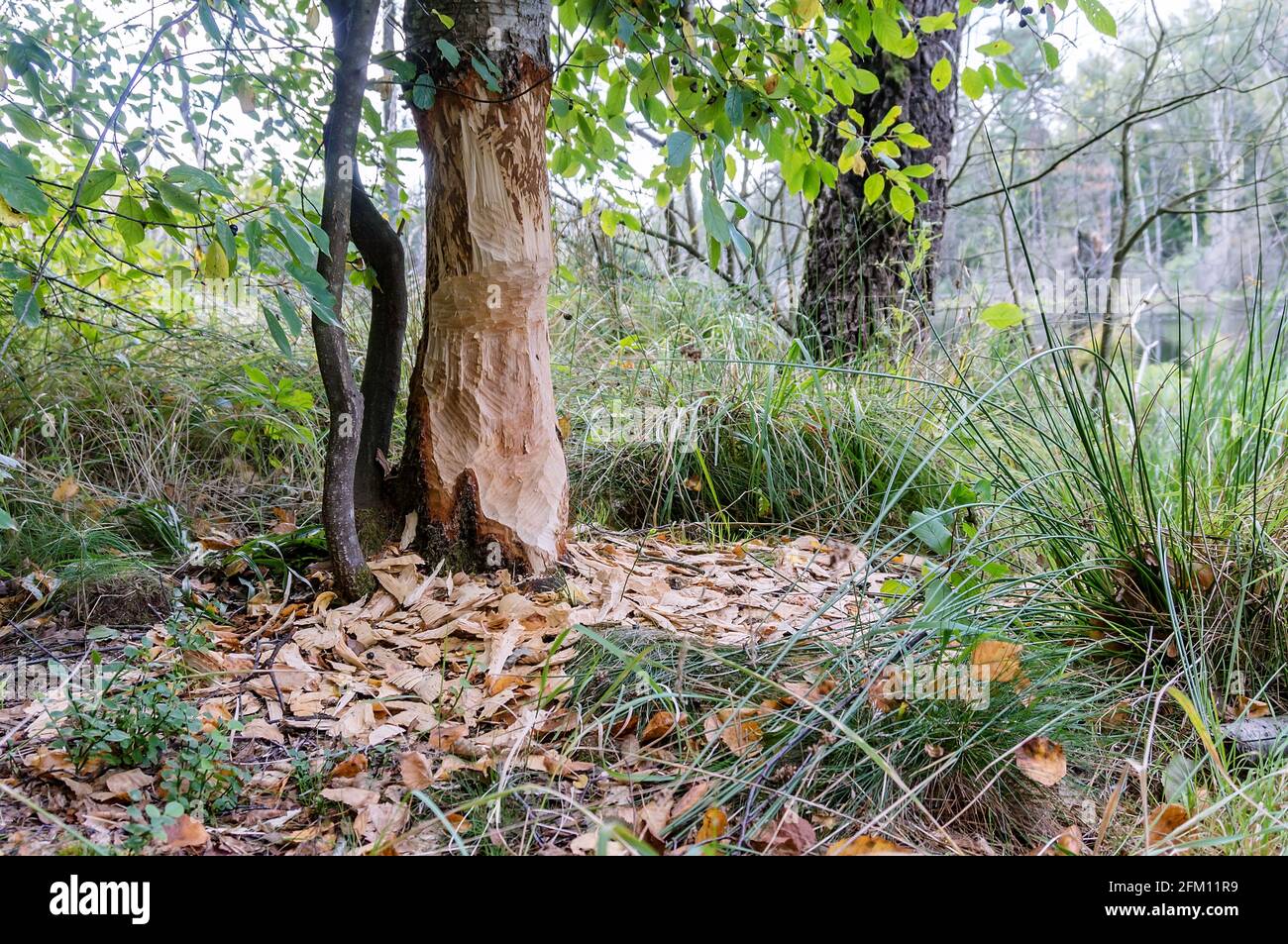 Beaver teeth marks on trees. Beavers nibbled the trunk of a tree Stock ...