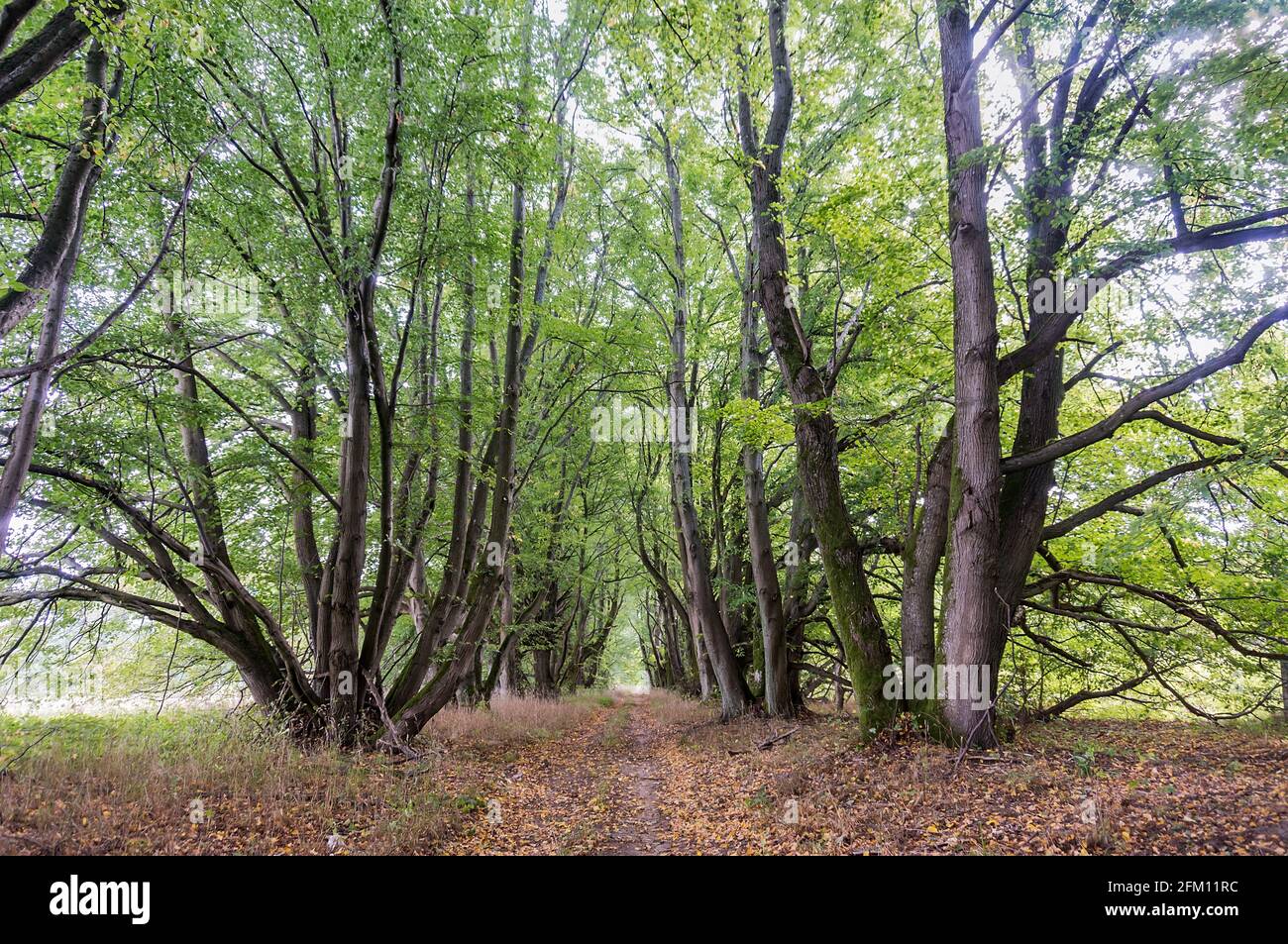 A forest alley. Old beautiful trees. Forest Trail. A road in the woods ...