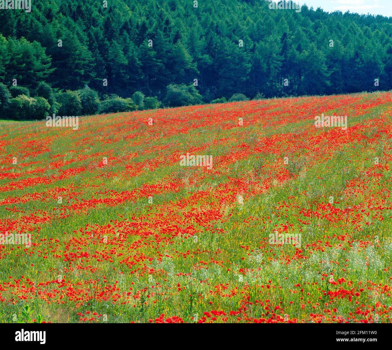 Mixture of coniferous trees hi-res stock photography and images - Alamy