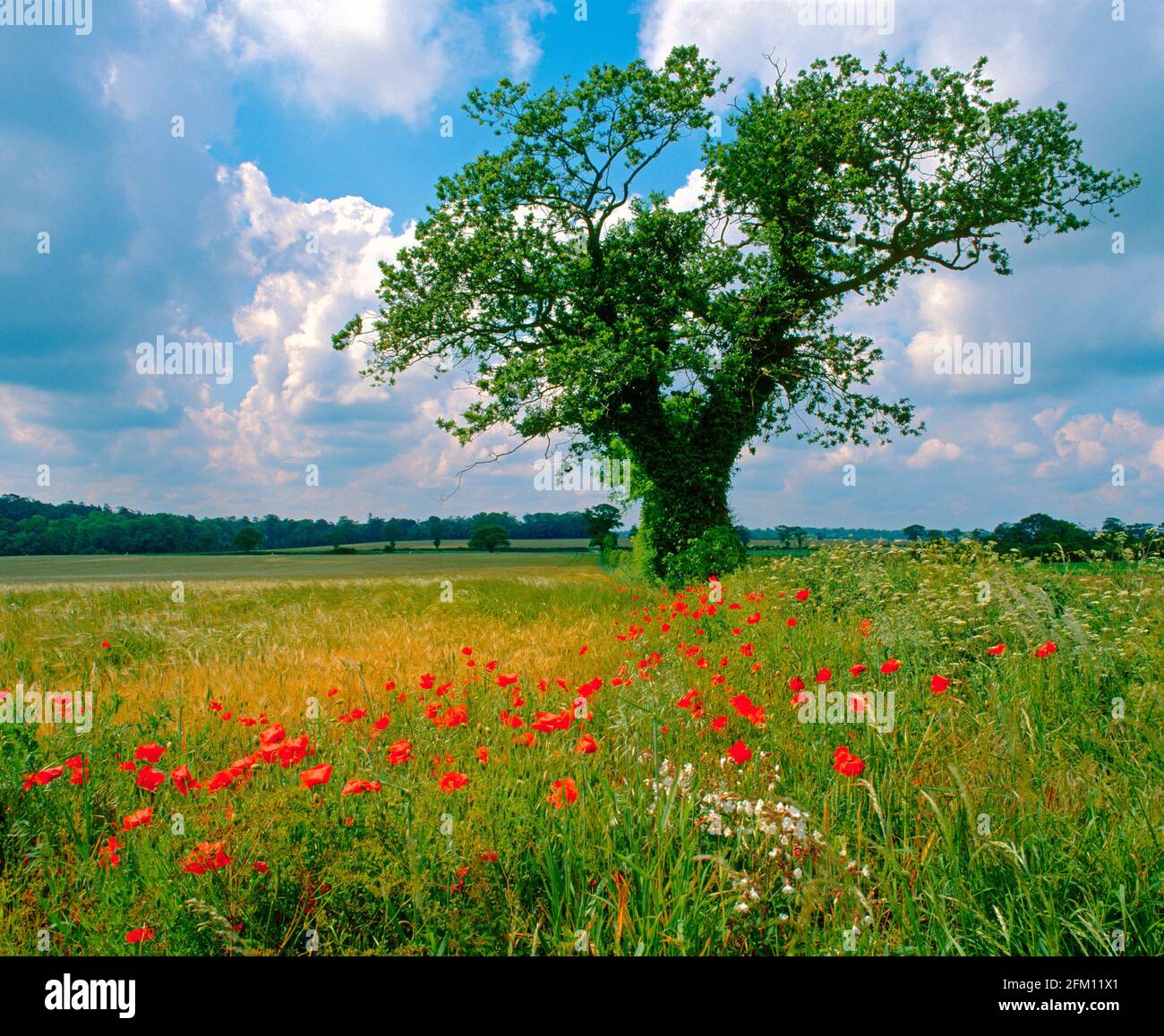 UK, England, Norfolk, agricultural landscape with oak tree and poppies ...
