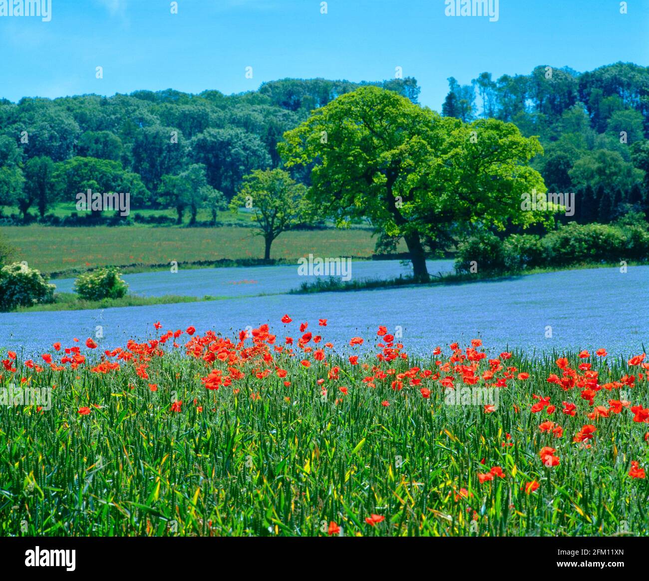 UK, England, Spring agricultural landscape with poppies and linseed ...