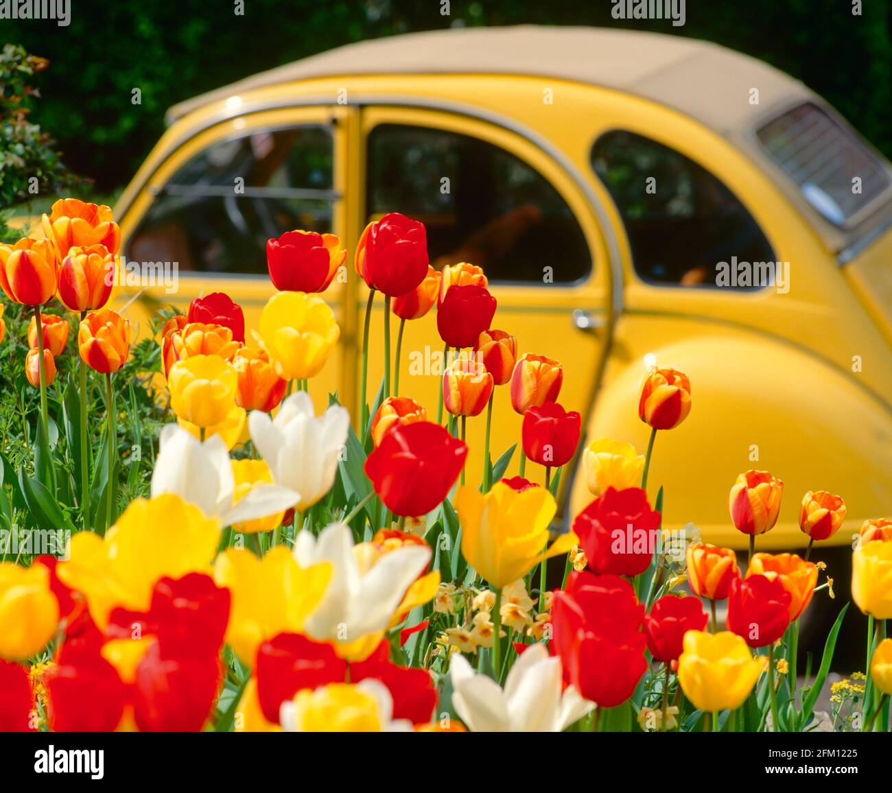 Tulips and Citroen 2CV car Stock Photo - Alamy