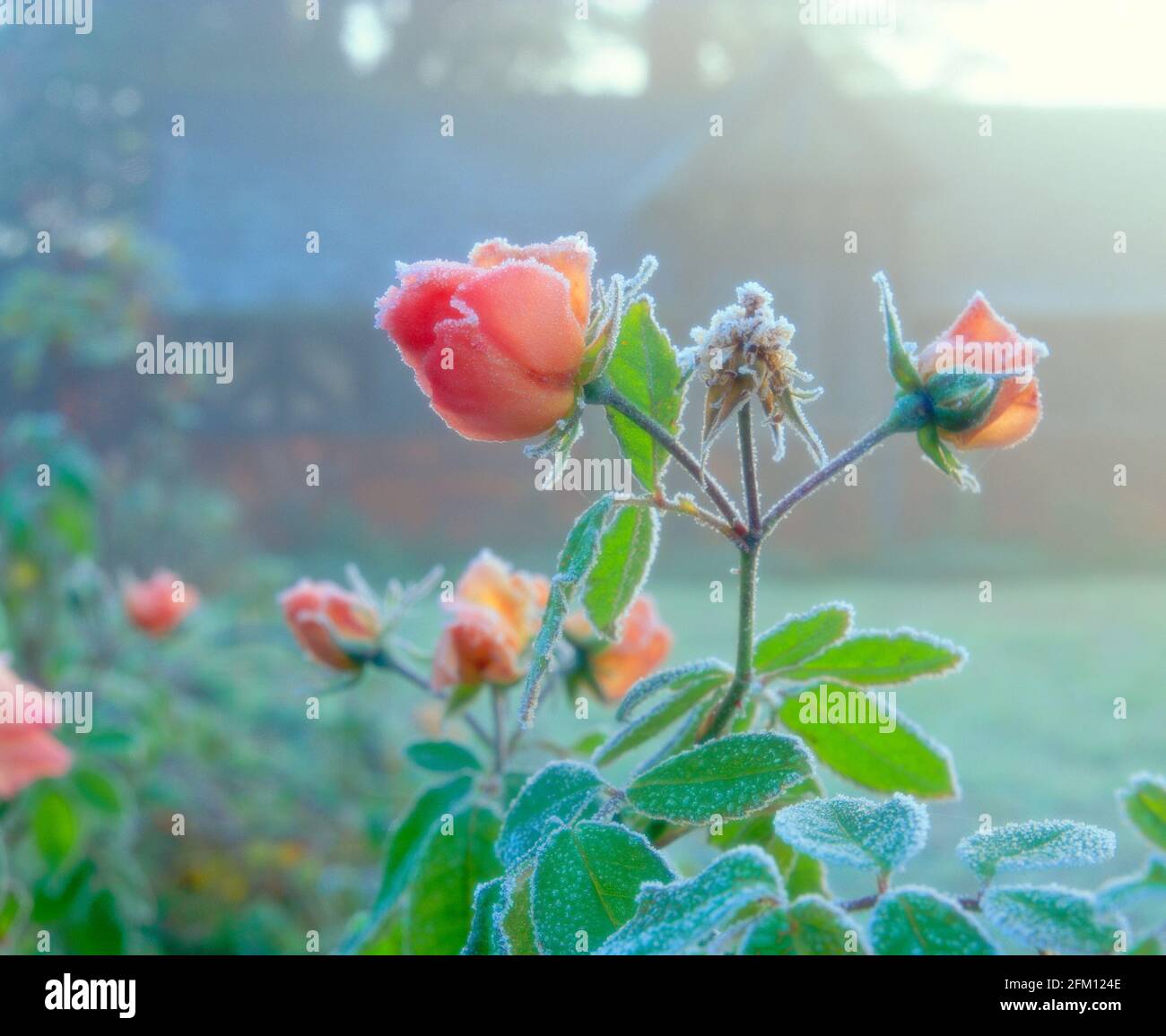 Tea rose misty rose hi-res stock photography and images - Alamy
