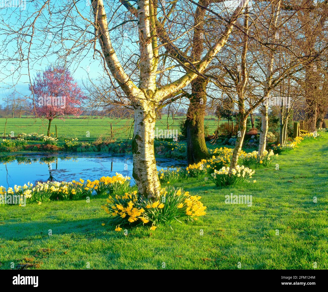 Trees with highlighted daffodils hi-res stock photography and images ...