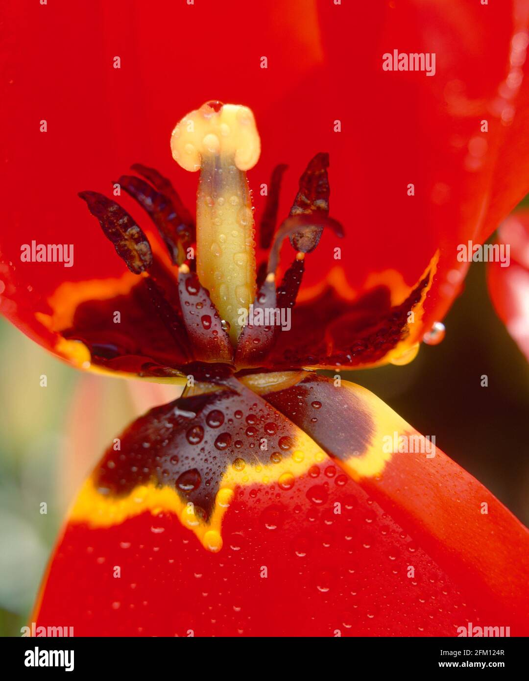 Tulip detail showing sepals, pistil, stamen, anther, stigma, petals ...