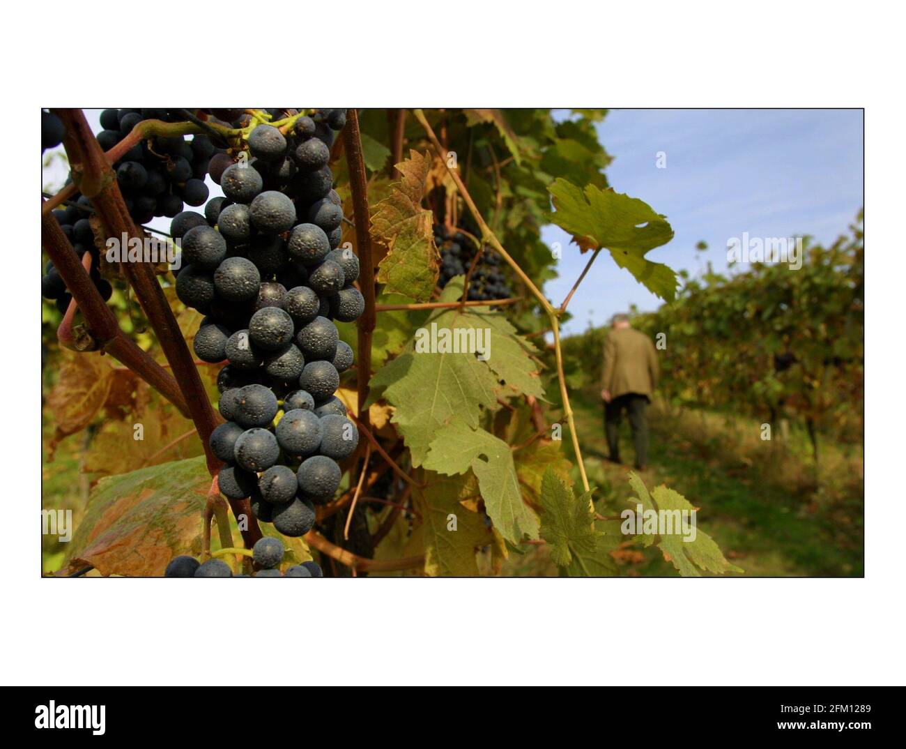 DENBIES WINE ESTATE........Pinot Noir grapes on the largest wine farm ...