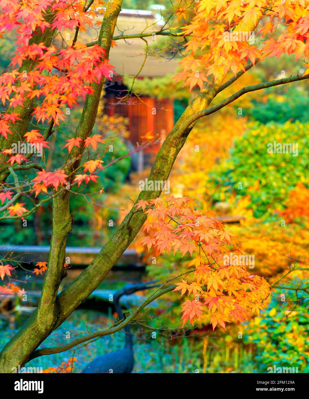 Japanese garden detail, autumn Stock Photo - Alamy