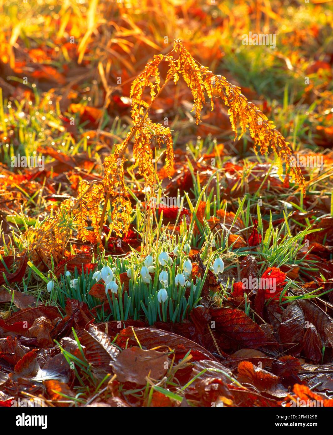 Snowdrops through autumn leaves Stock Photo - Alamy
