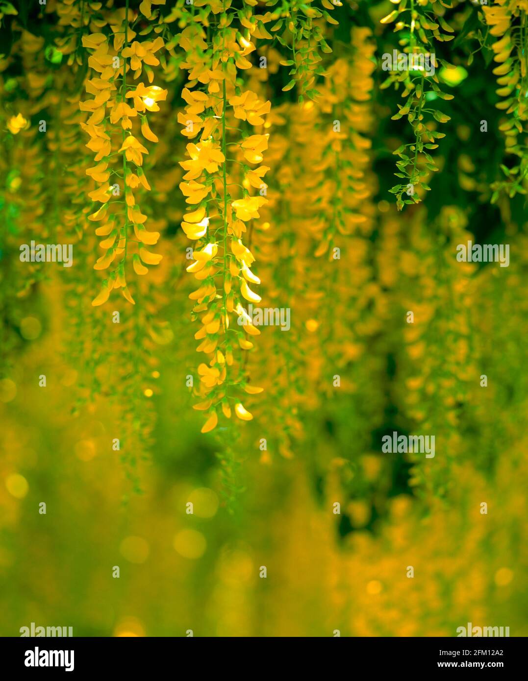 Laburnum tree flowers Stock Photo - Alamy
