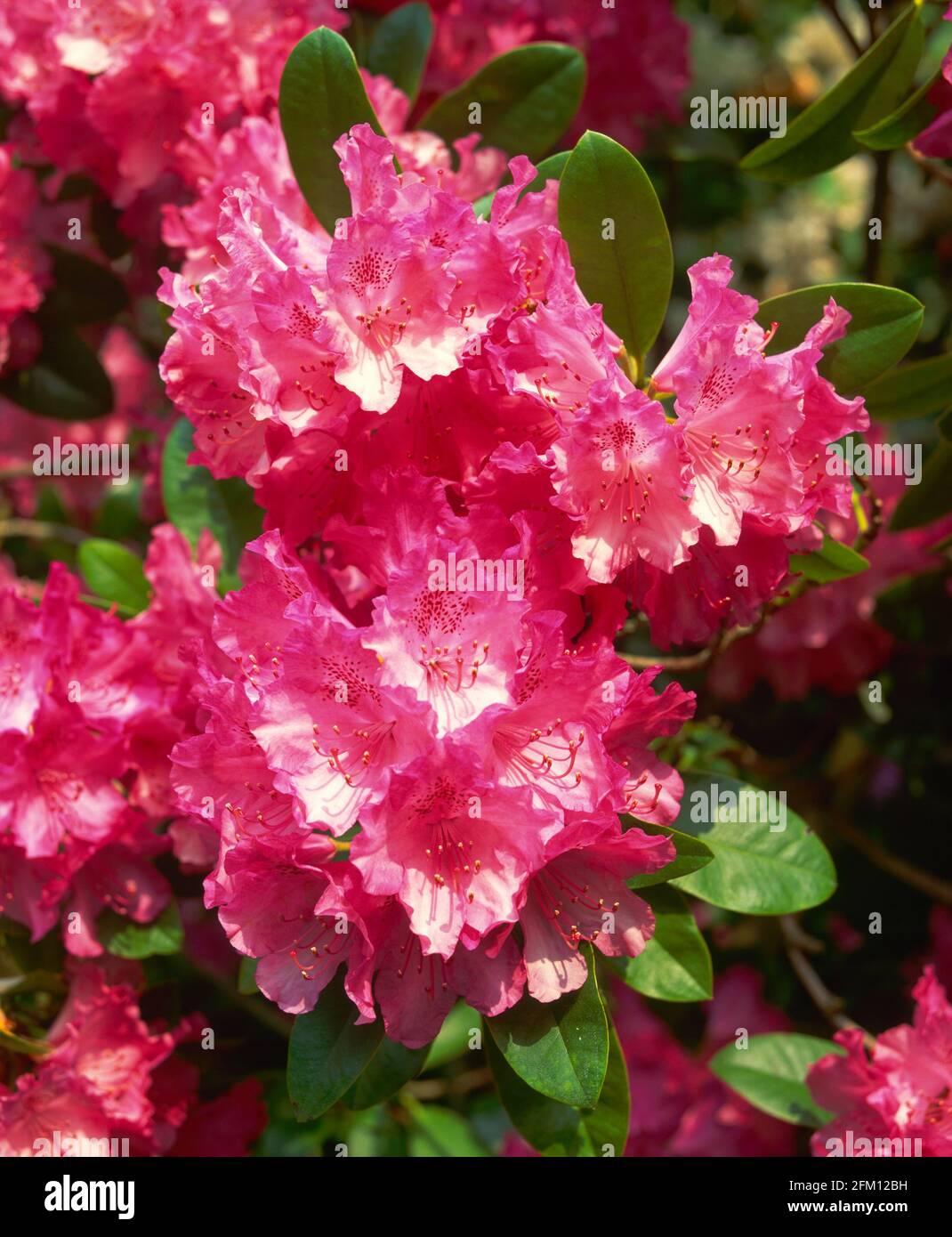 Rhododendron flower, spring Stock Photo - Alamy