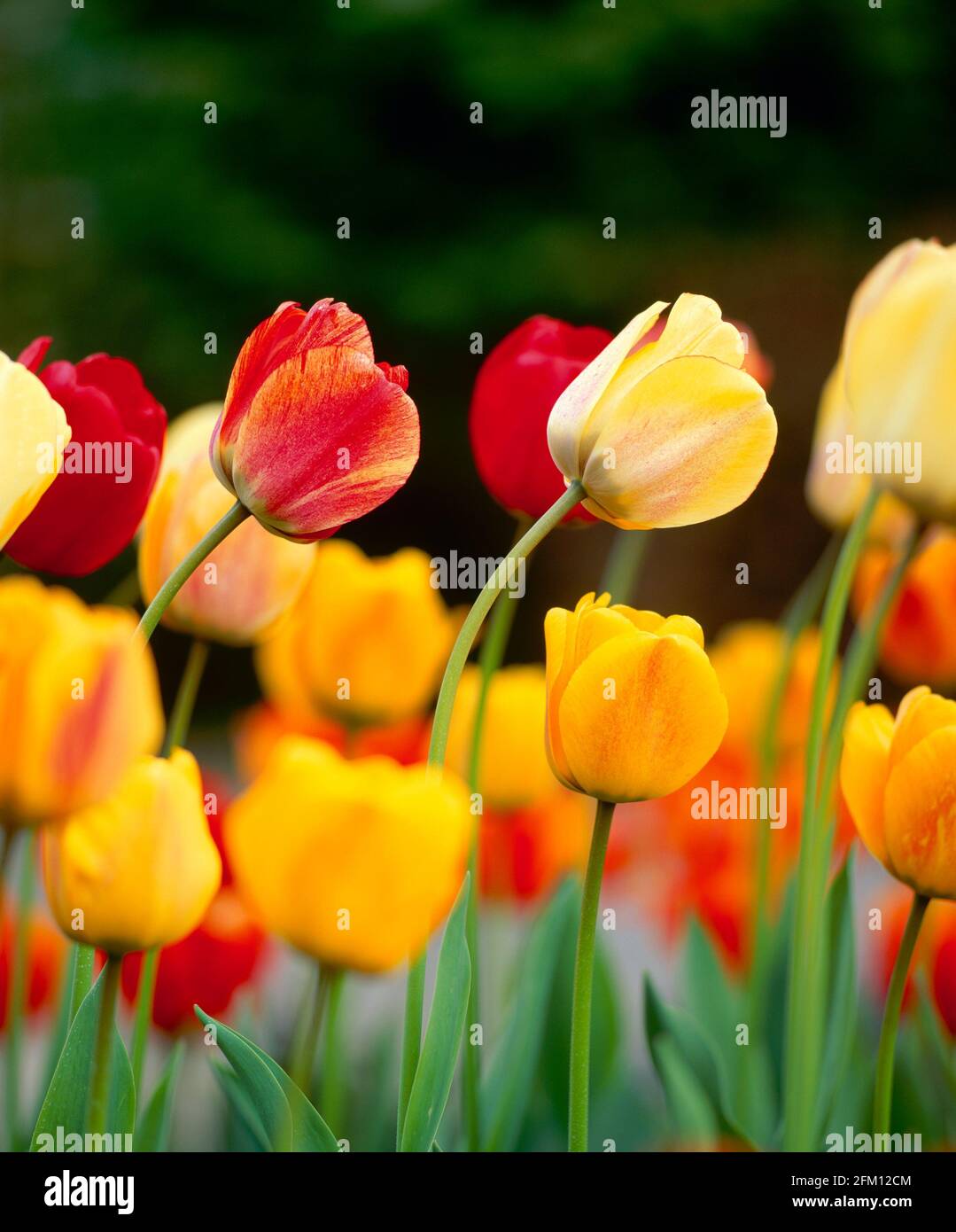 Wind blown coloured tulips, spring Stock Photo - Alamy