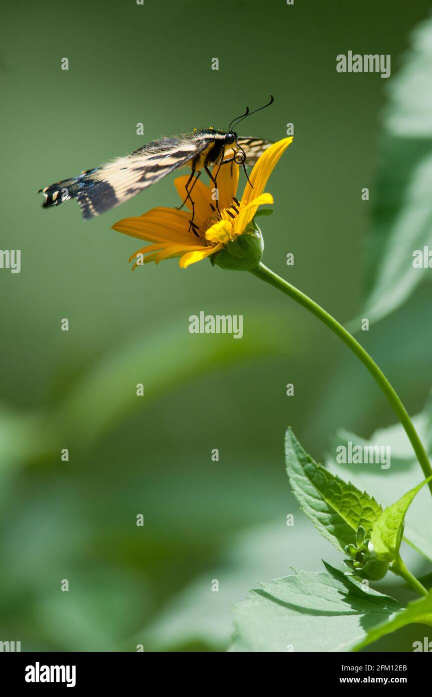 Little Yellow Butterflies High Resolution Stock Photography and Images ...