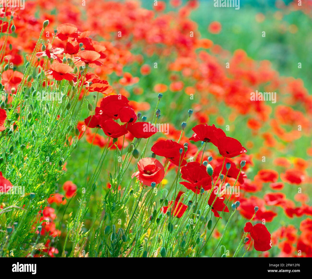 Poppy field, detail Stock Photo - Alamy
