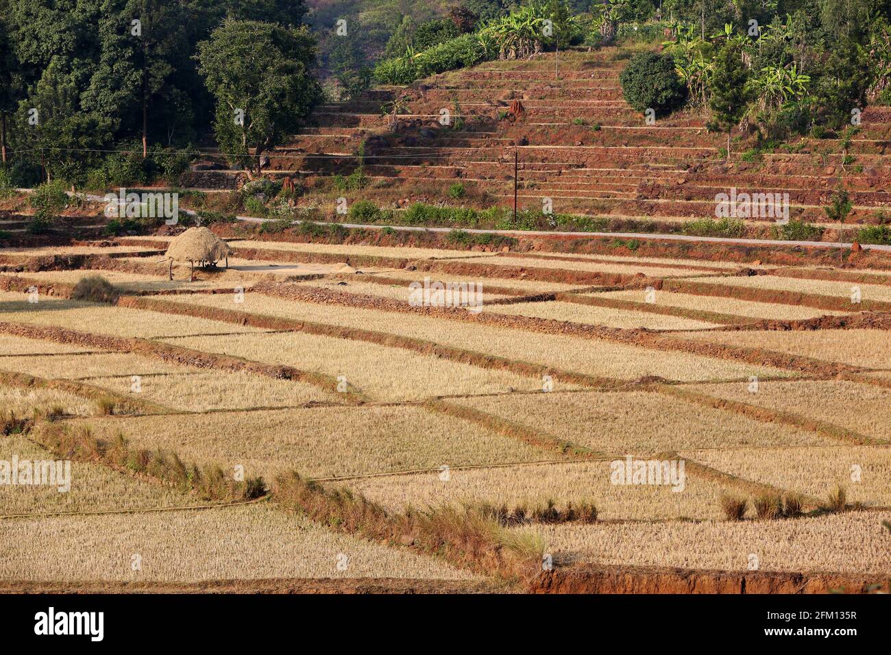 Terraced rice fields of Kodhu tribe at Korrakothavalasa village in ...