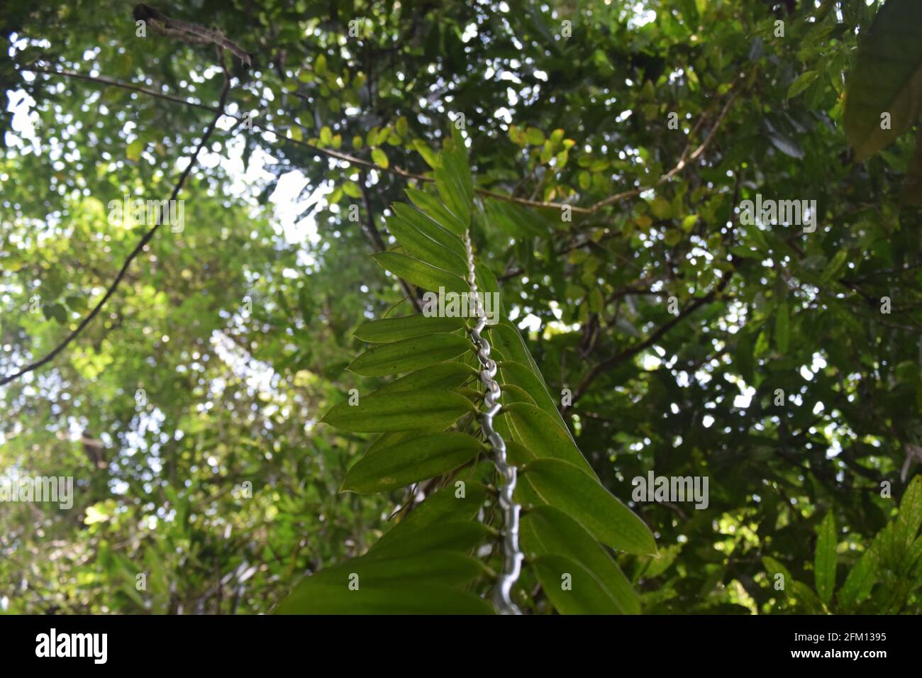 A close up view of a tropical vine winding up to the tree canopy in the ...
