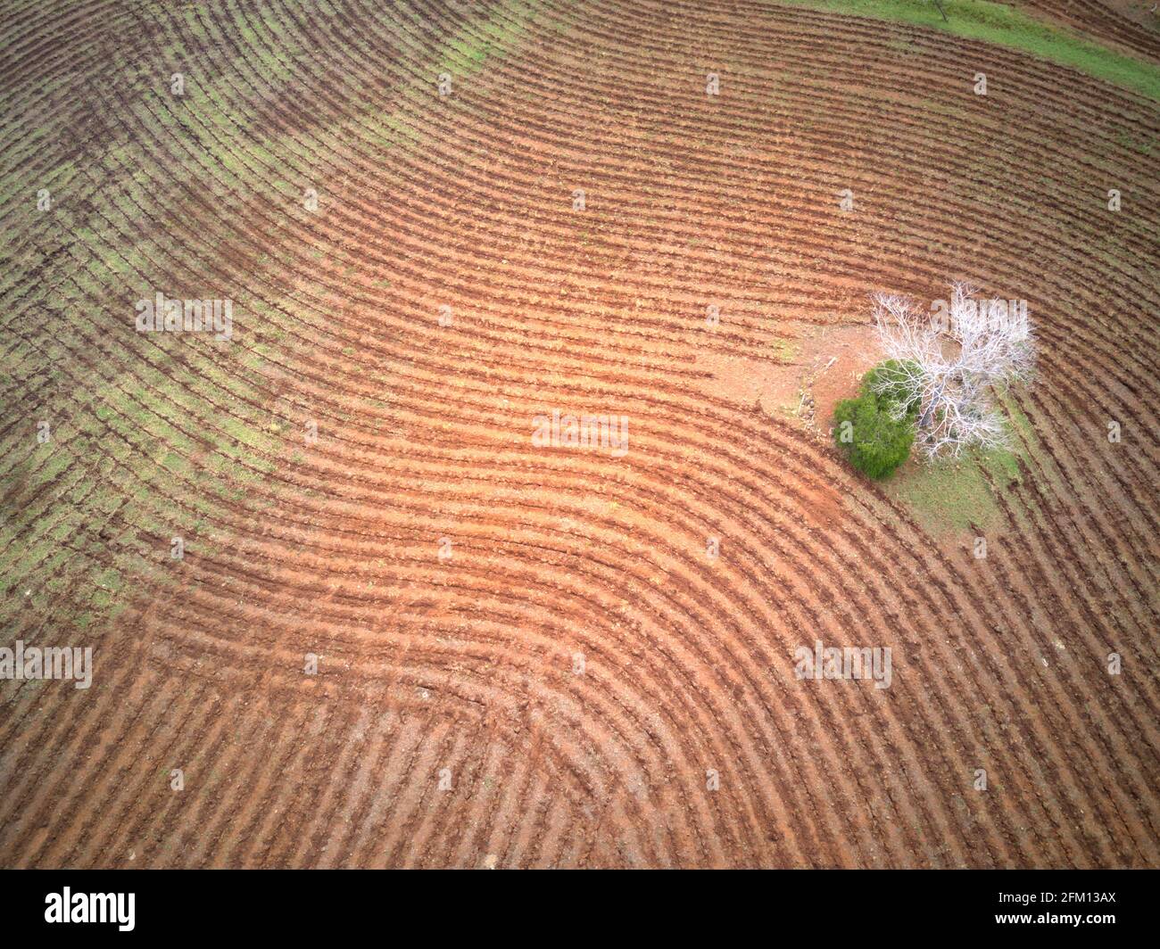 Patterns on the land after contour ploughing of red soils after land ...