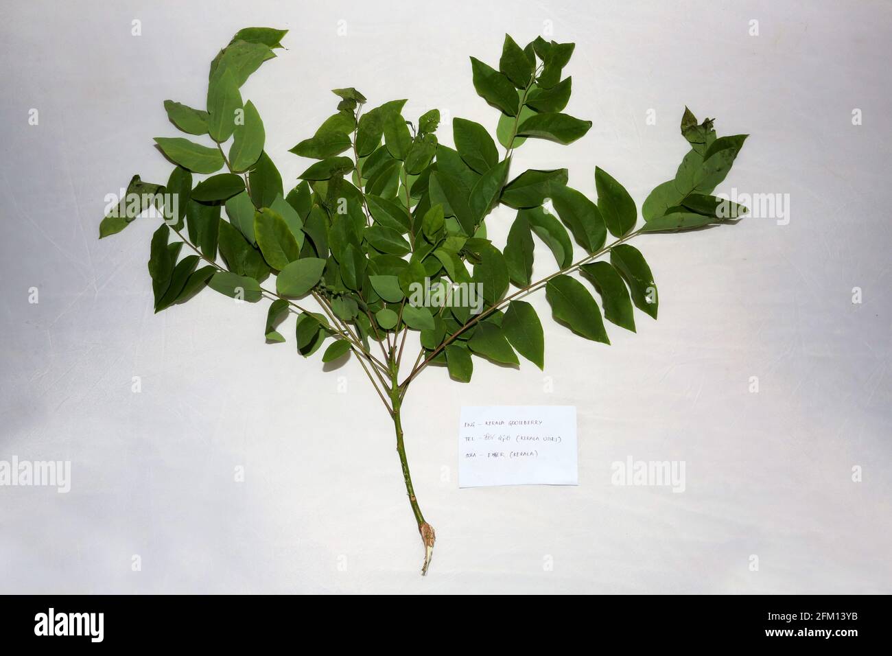 Kerala usiri hi-res stock photography and images - Alamy