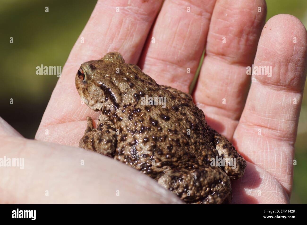How to hold a toad hi-res stock photography and images - Alamy