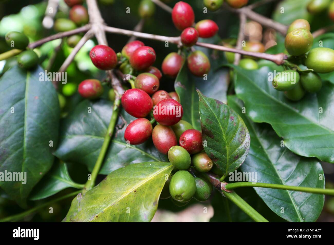 Araku valley coffee plantation hi-res stock photography and images - Alamy