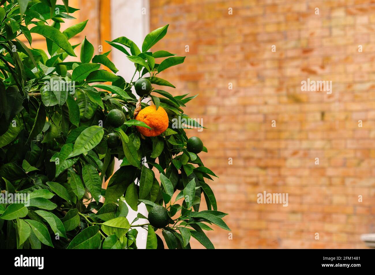 Orange tree branch and brick wall Stock Photo - Alamy
