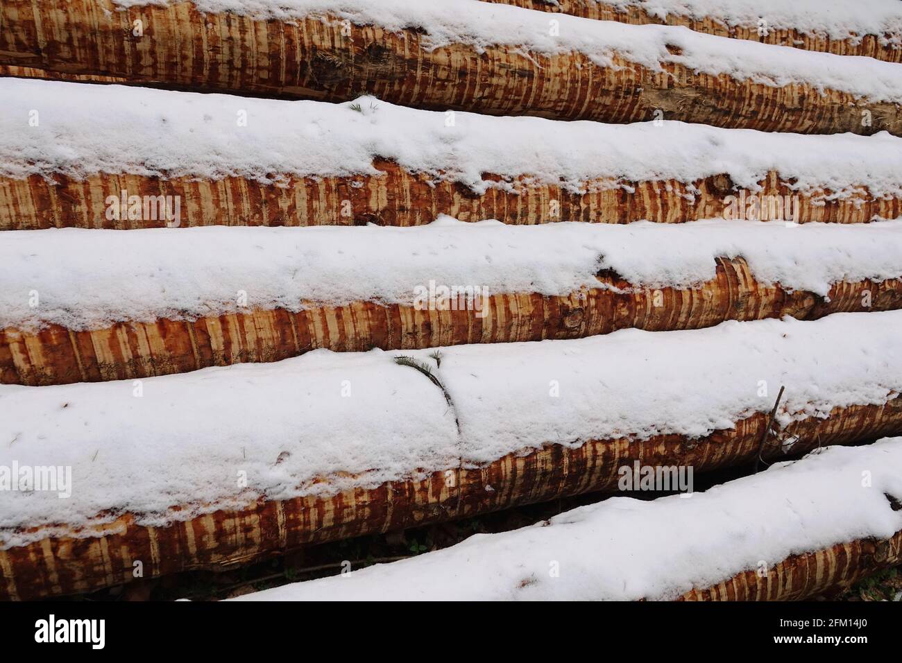 Debarked tree hi-res stock photography and images - Alamy