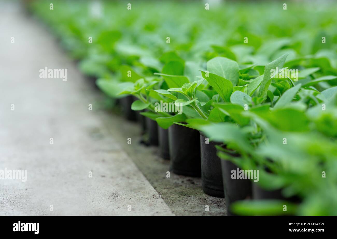 Agriculture, spring seedlings. Greens for cultivation, healthy eating ...