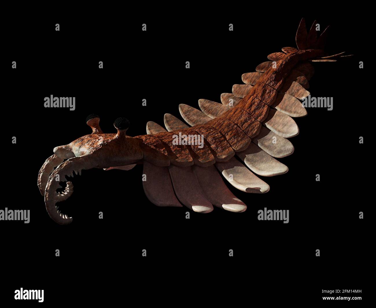 Anomalocaris, creature of the Cambrian period, isolated on black ...