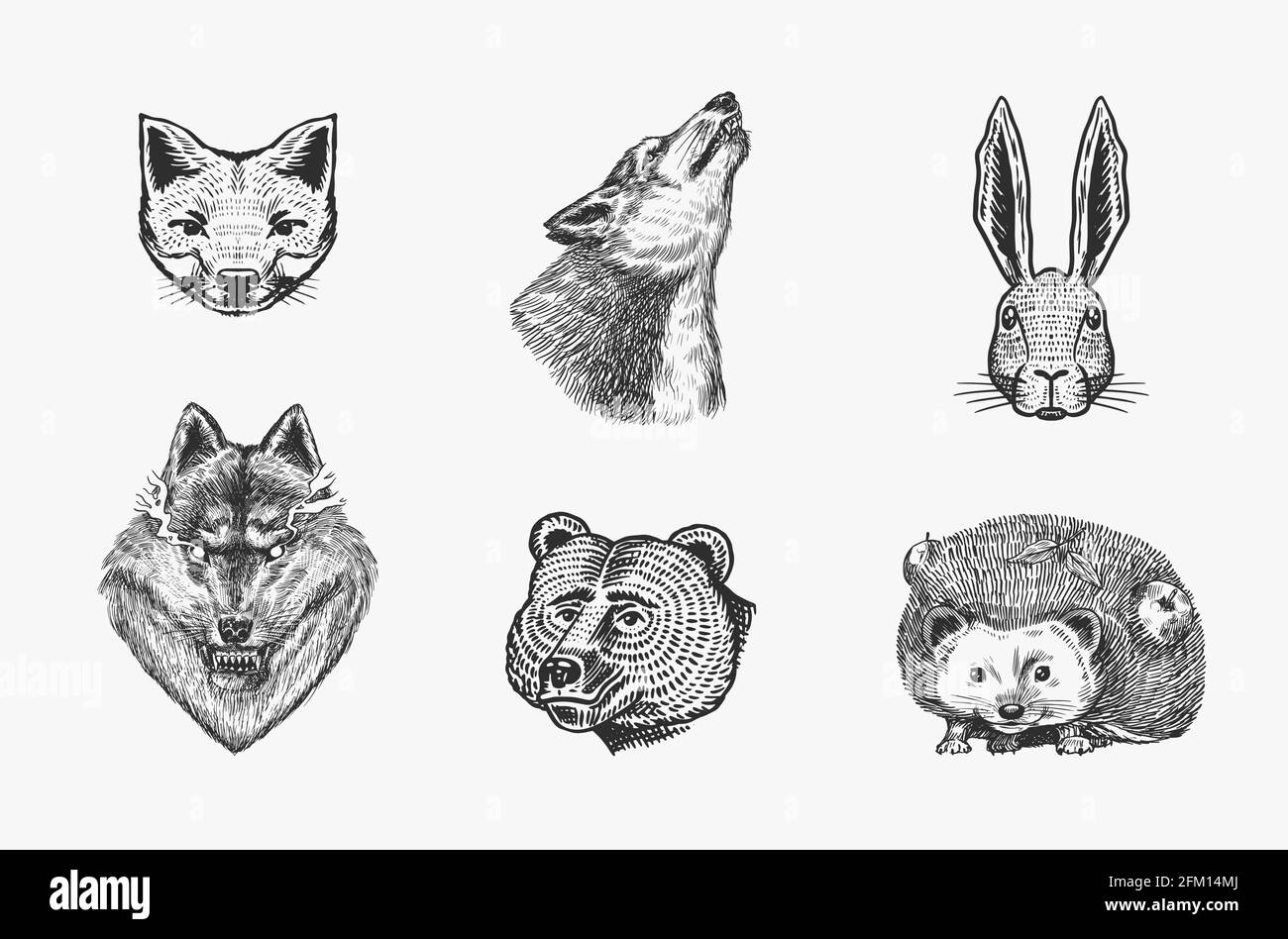 Grizzly bear close up Stock Vector Images - Alamy