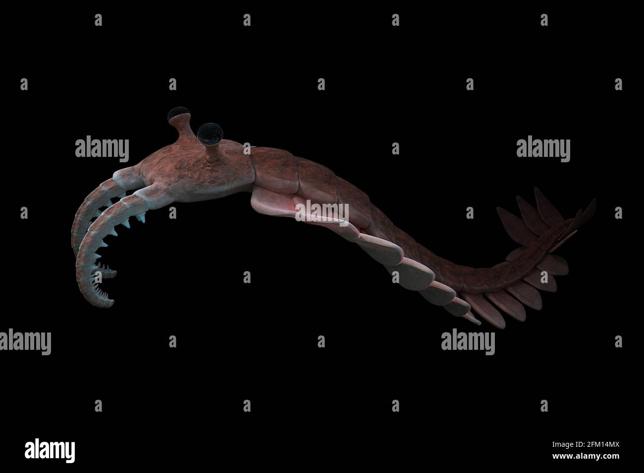 Anomalocaris, creature of the Cambrian period, isolated on black ...
