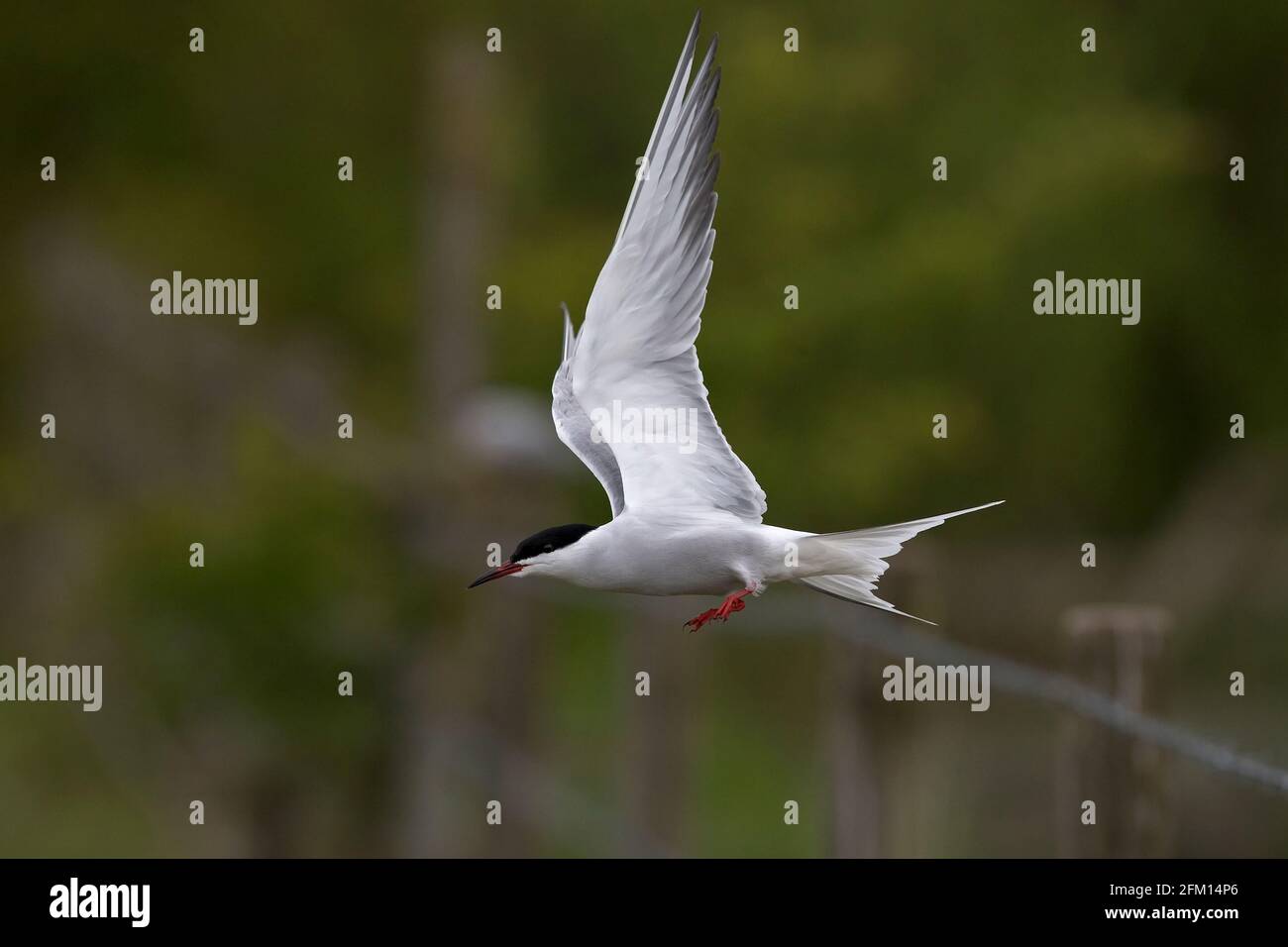Common Tern (Sterna hirundo Stock Photo - Alamy
