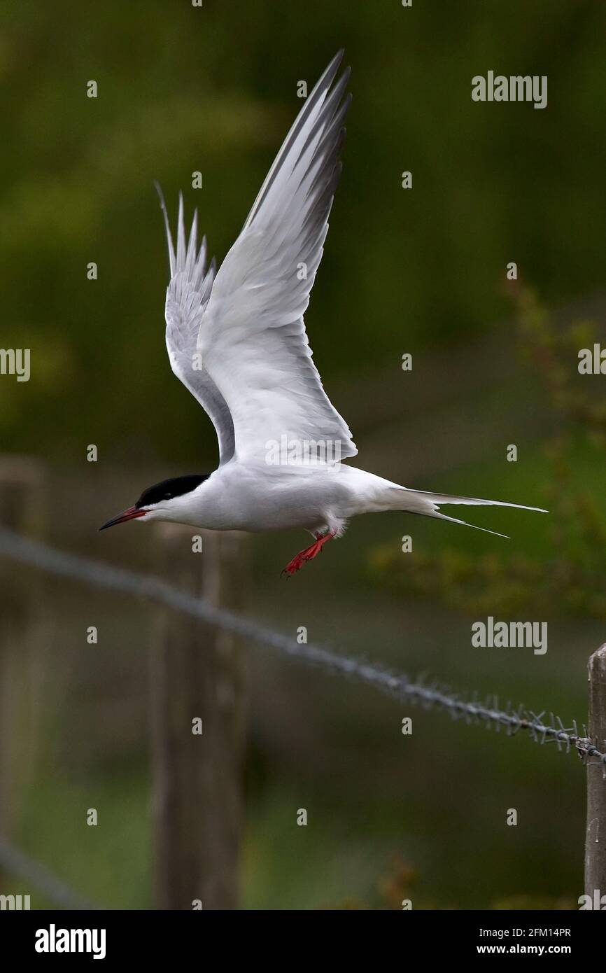 Common Tern (Sterna hirundo Stock Photo - Alamy