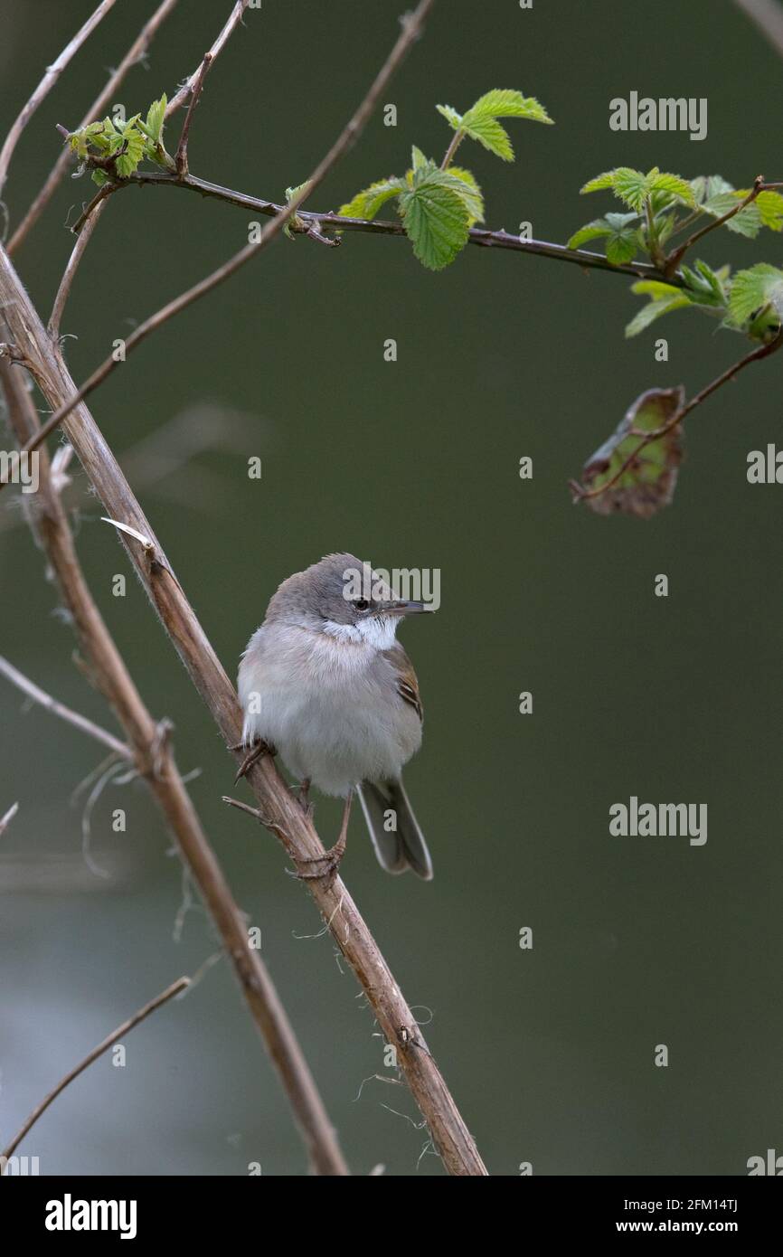 Common Whitethroat (Sylvia communi Stock Photo - Alamy