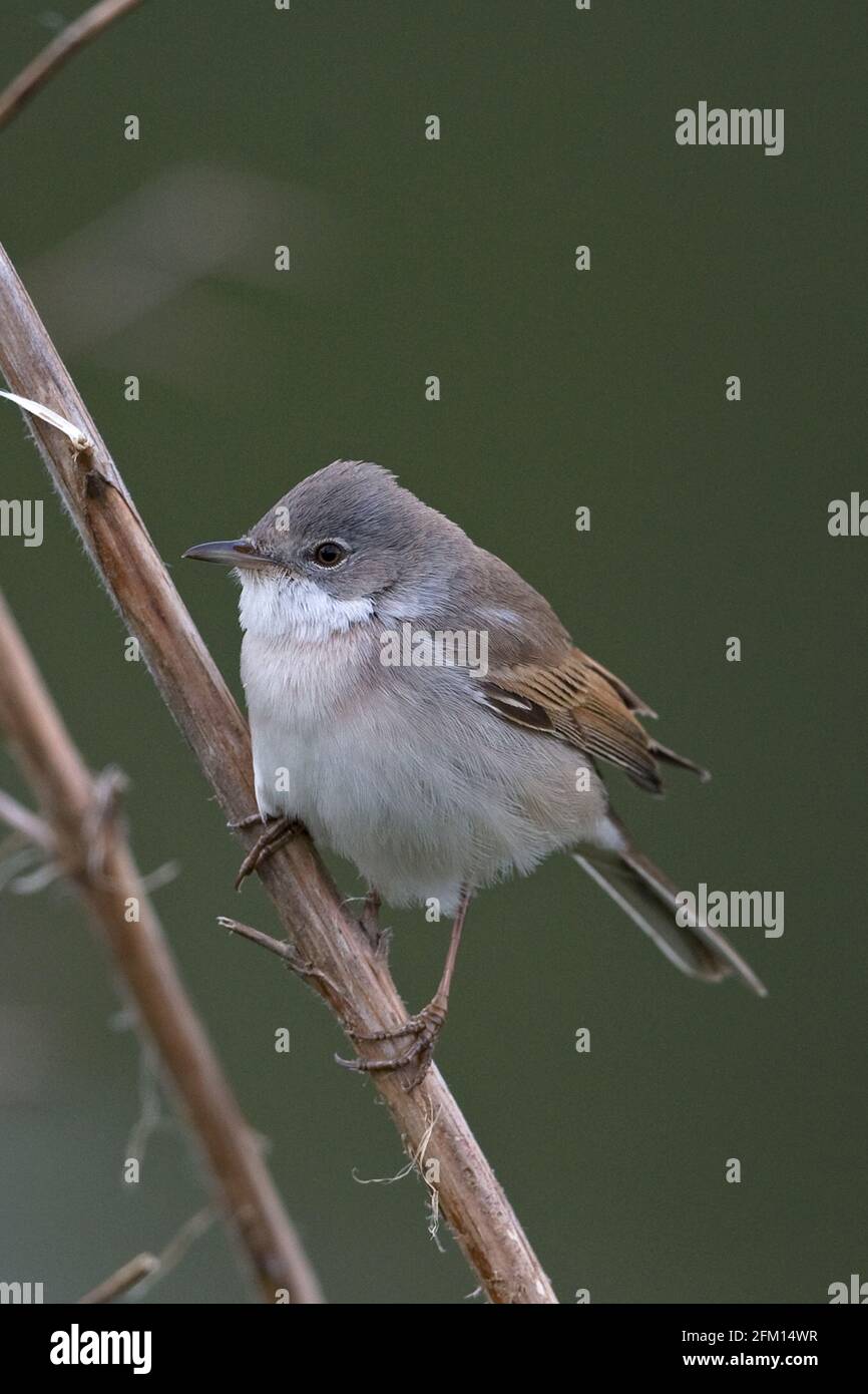 Common Whitethroat (Sylvia communi Stock Photo - Alamy