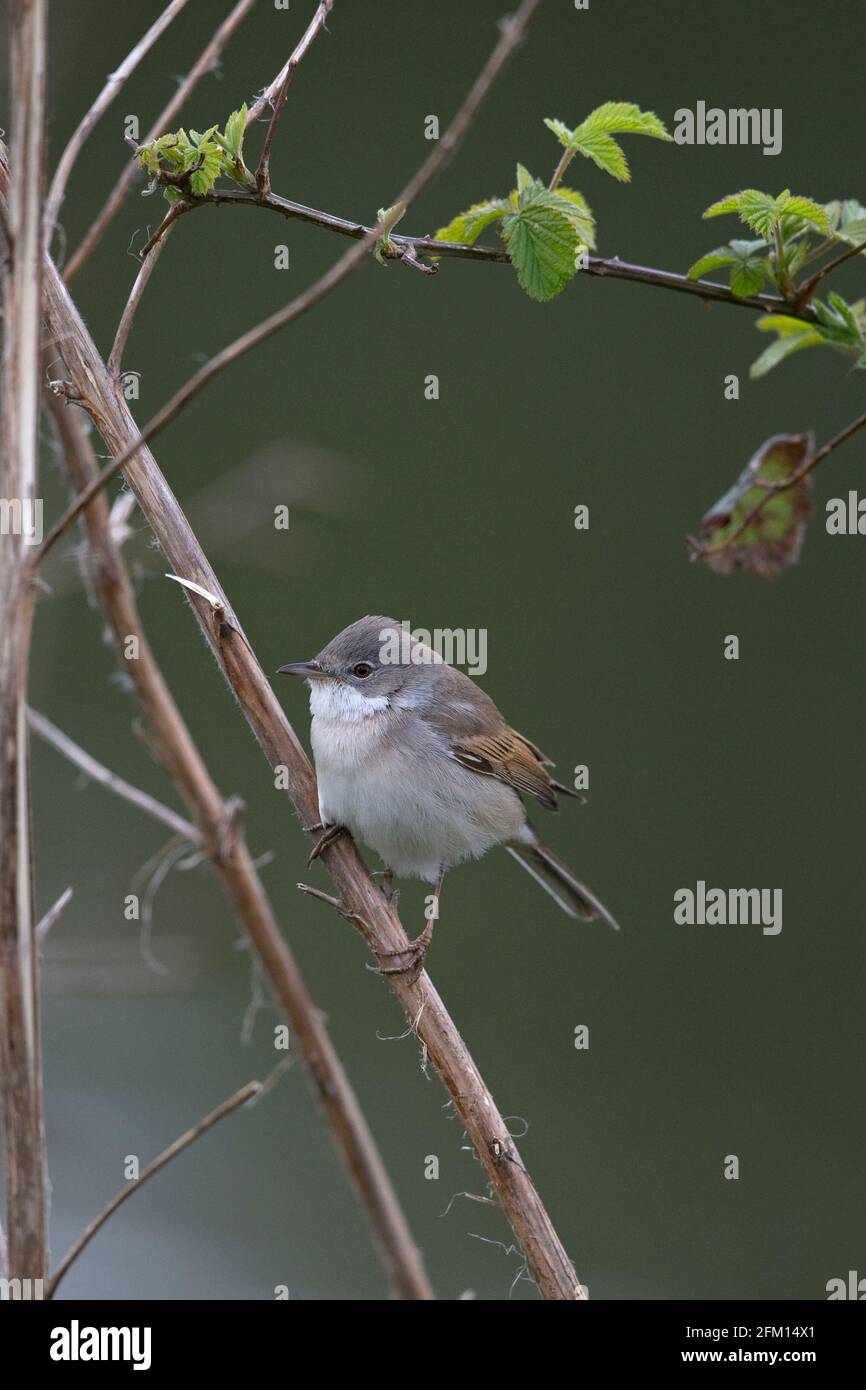 Common Whitethroat (Sylvia communi Stock Photo - Alamy