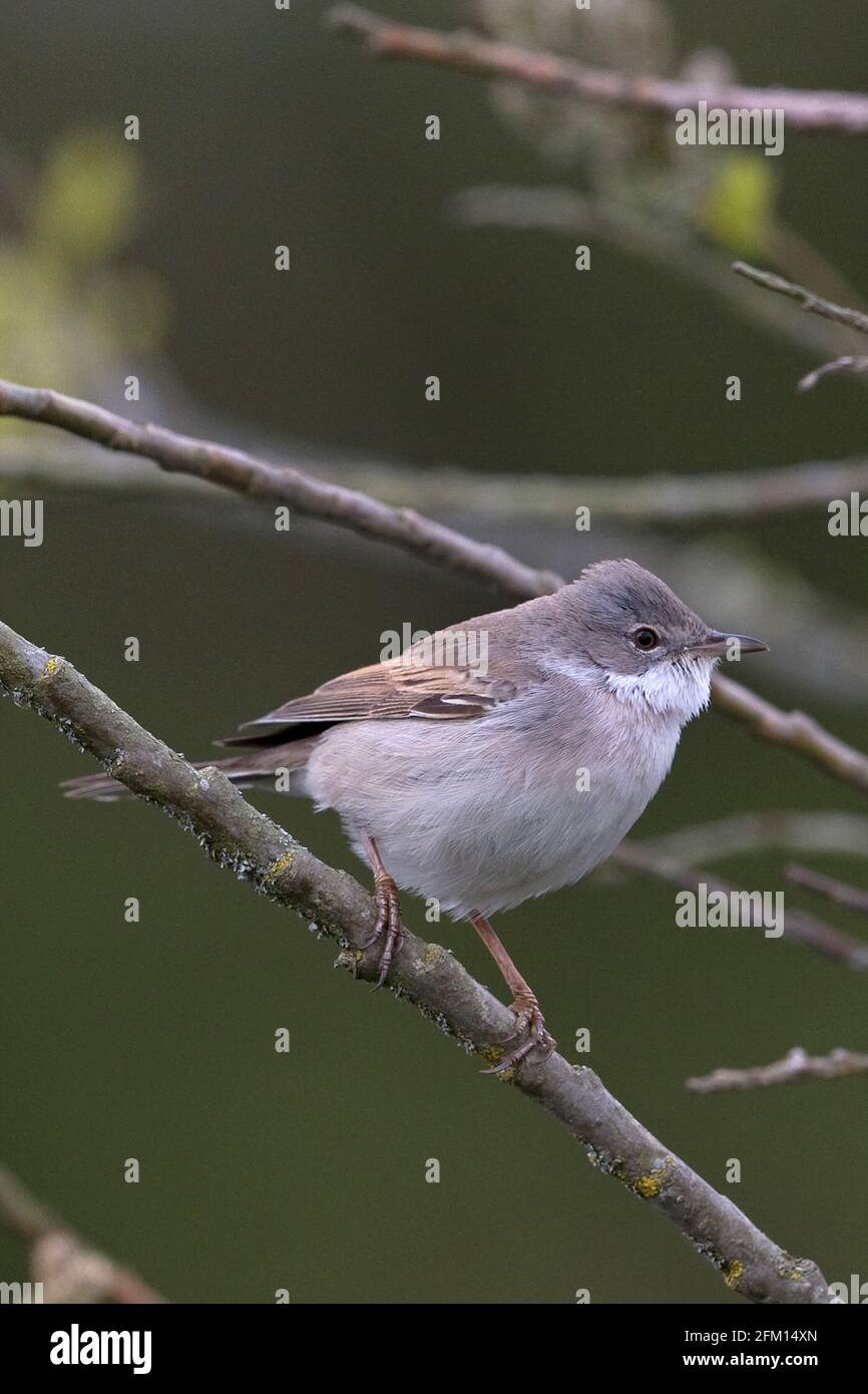 Common whitethroats sylvia communis hi-res stock photography and images ...