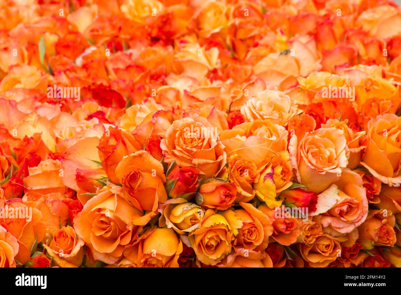 roses background - orange roses Stock Photo - Alamy