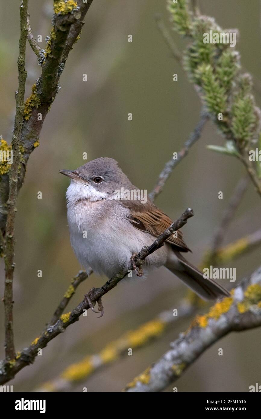 Common Whitethroat (Sylvia communi Stock Photo - Alamy
