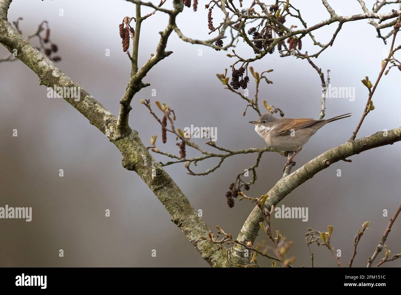 Common Whitethroat (Sylvia communi Stock Photo - Alamy