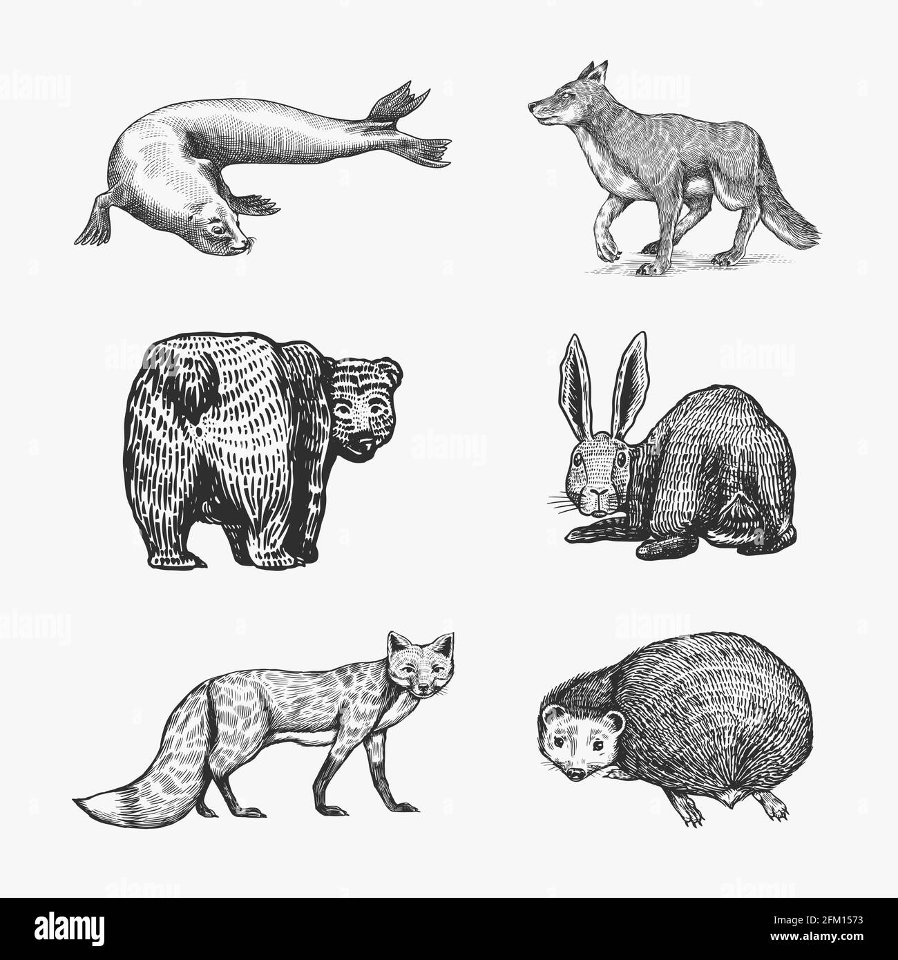 Wolf Looking Back Drawing