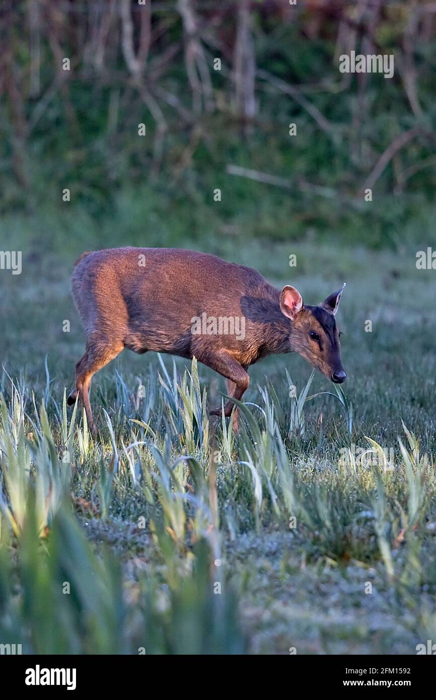 Reeves's Muntjac (Muntiacus reevesi Stock Photo - Alamy