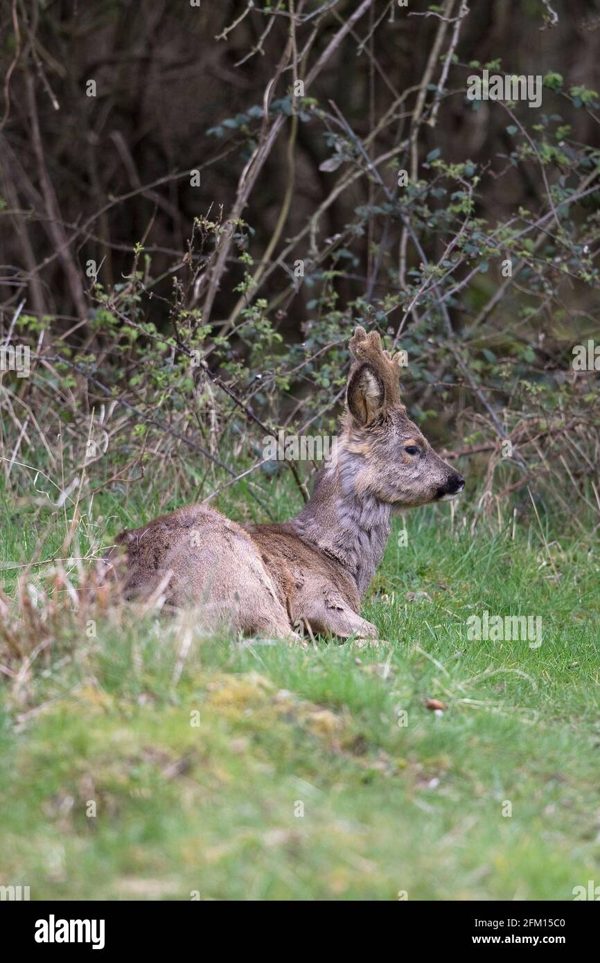 European Roe Deer (Capreolus capreolus) sitting resting Stock Photo - Alamy
