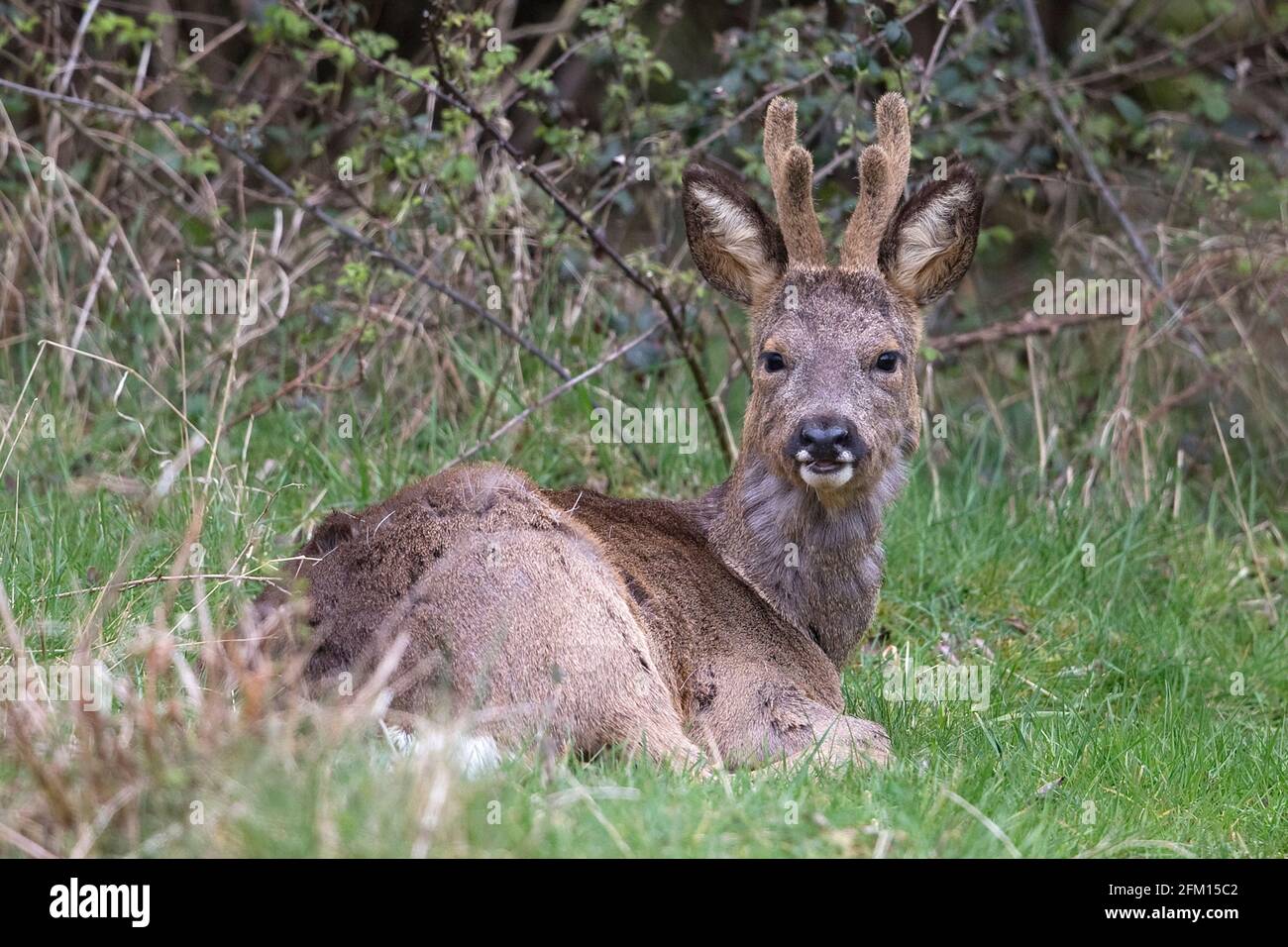 European Roe Deer (Capreolus capreolus) sitting resting Stock Photo - Alamy