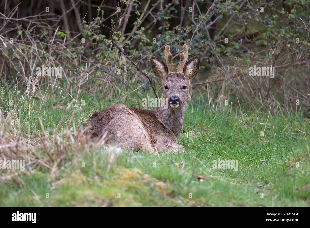 European Roe Deer (Capreolus capreolus) sitting resting Stock Photo - Alamy