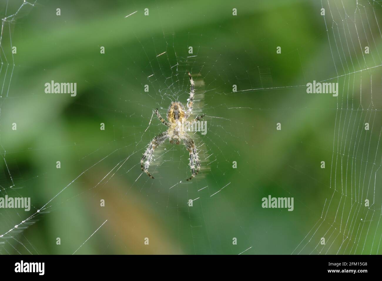 Portuguese Spider High Resolution Stock Photography and Images - Alamy