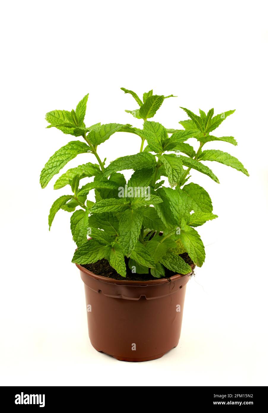 peppermint in pot with white background, top view Stock Photo - Alamy