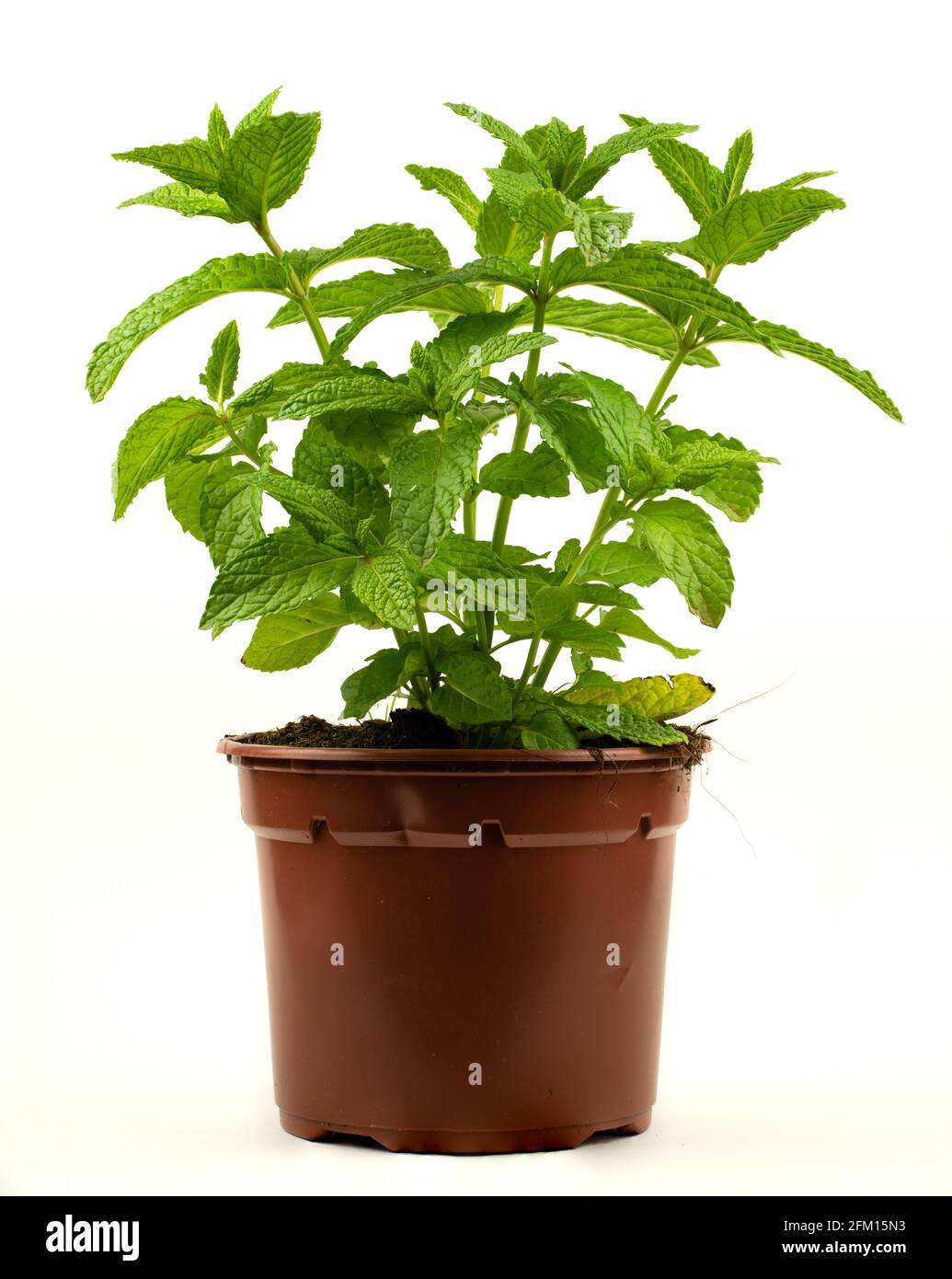 peppermint in pot with white background Stock Photo - Alamy