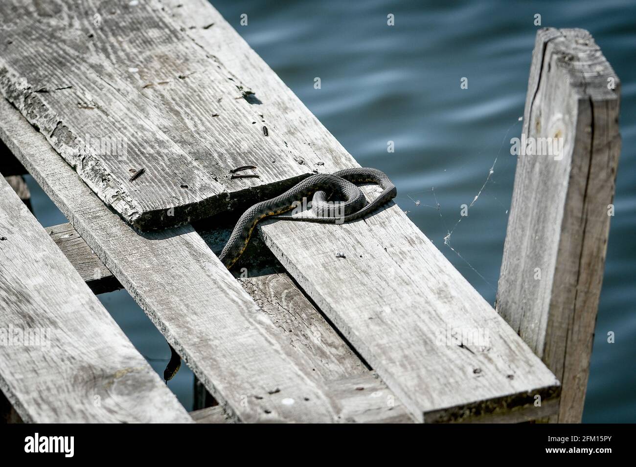 Snake coils hi-res stock photography and images - Alamy